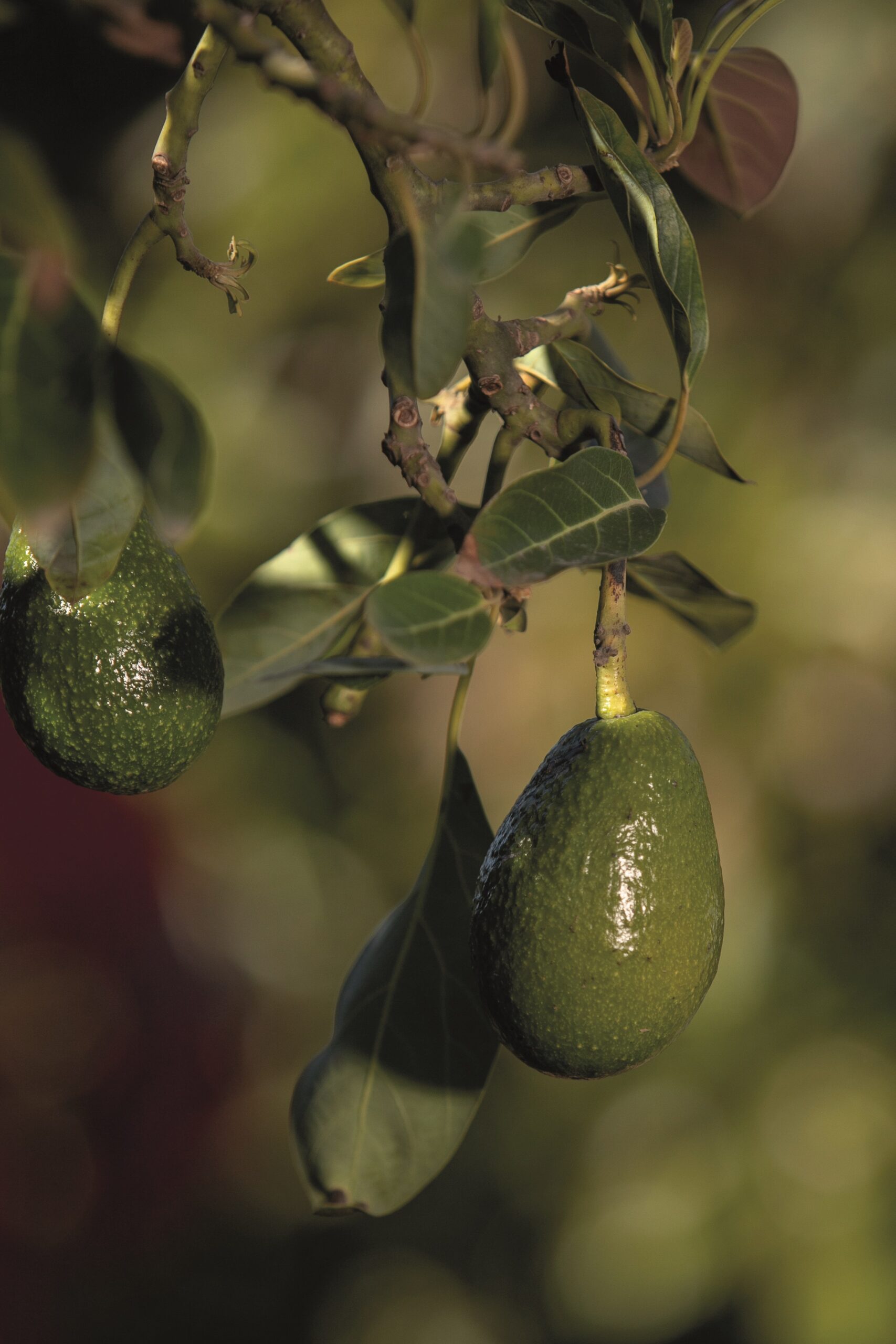 Tierra de oportunidades para los productores de paltas - Vision ...